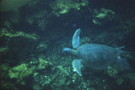 snorkeling